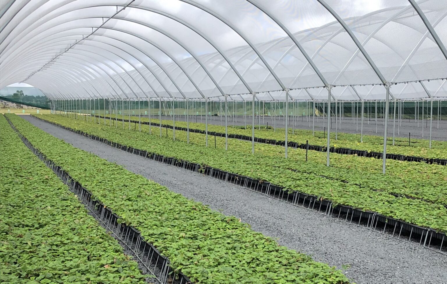 Red Jewel Berry Plants | Red Jewel Berry Plants